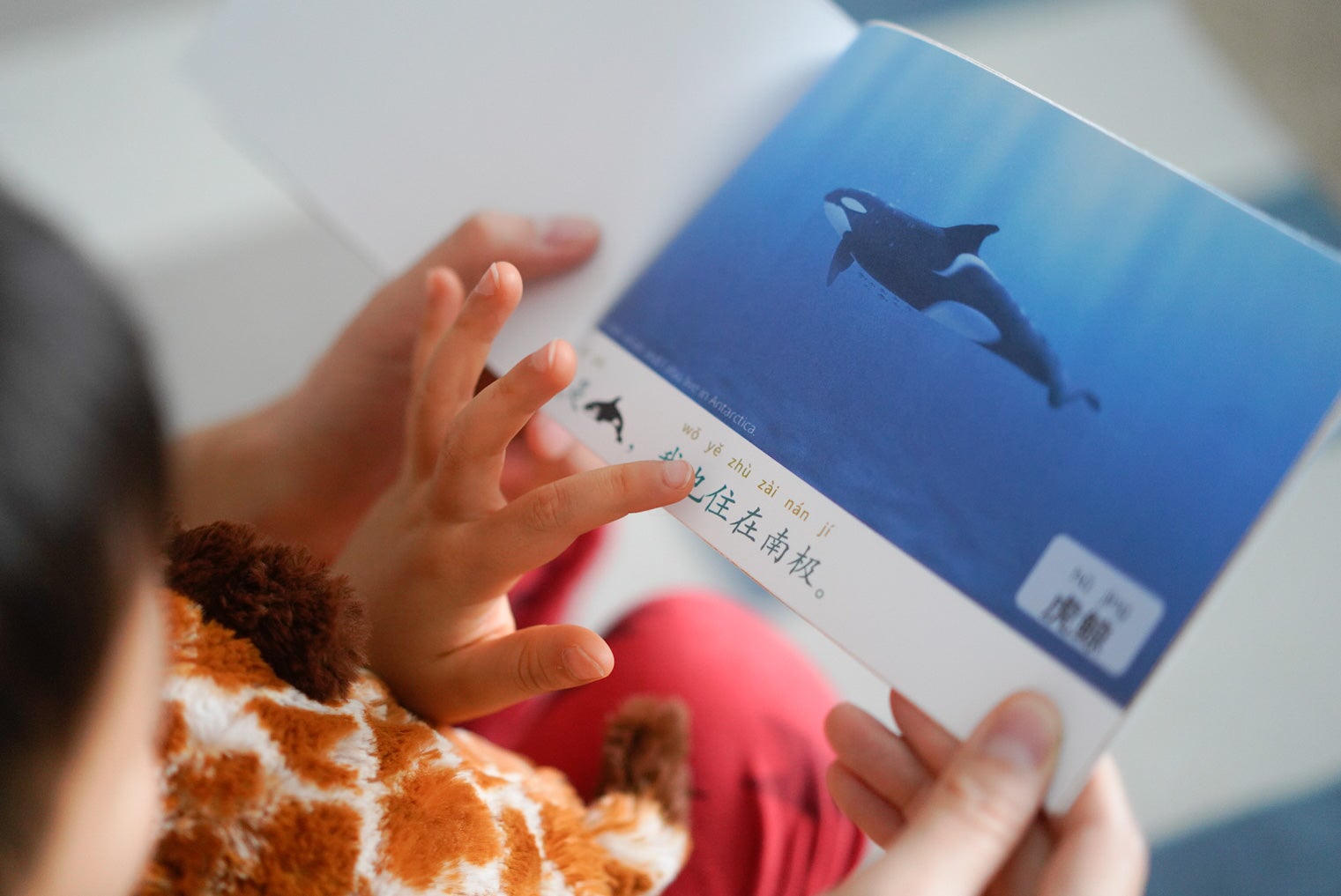 Live Classes – PandaPal